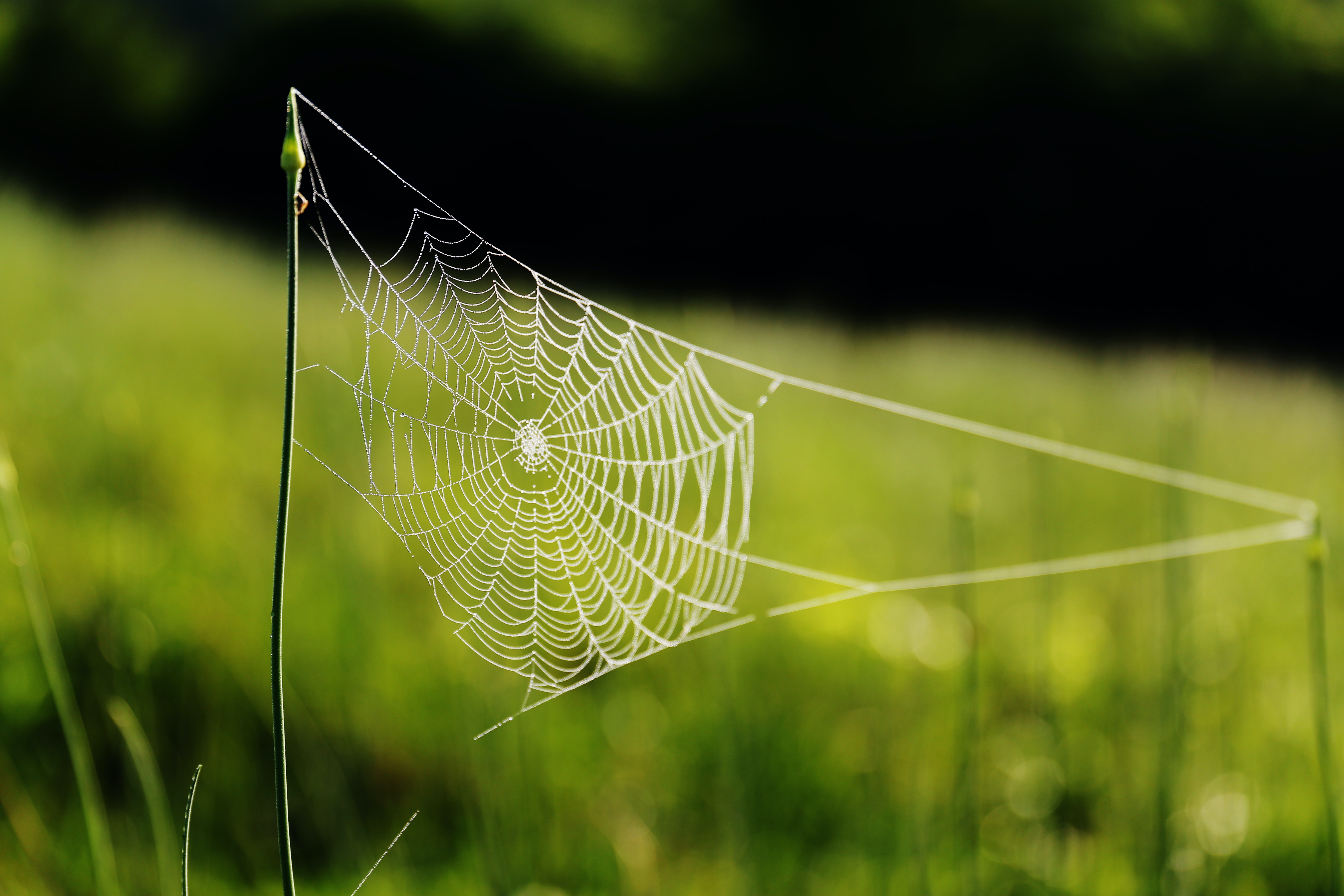 Creating Like A Spider – Earth Centered Living After 60